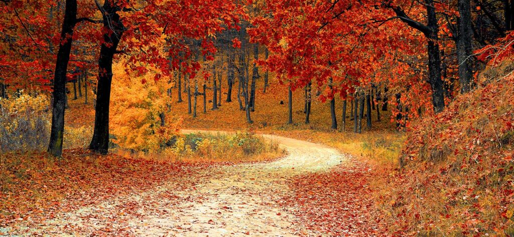 Fall Family Activities in Branson Missouri | Branson Shores Resort