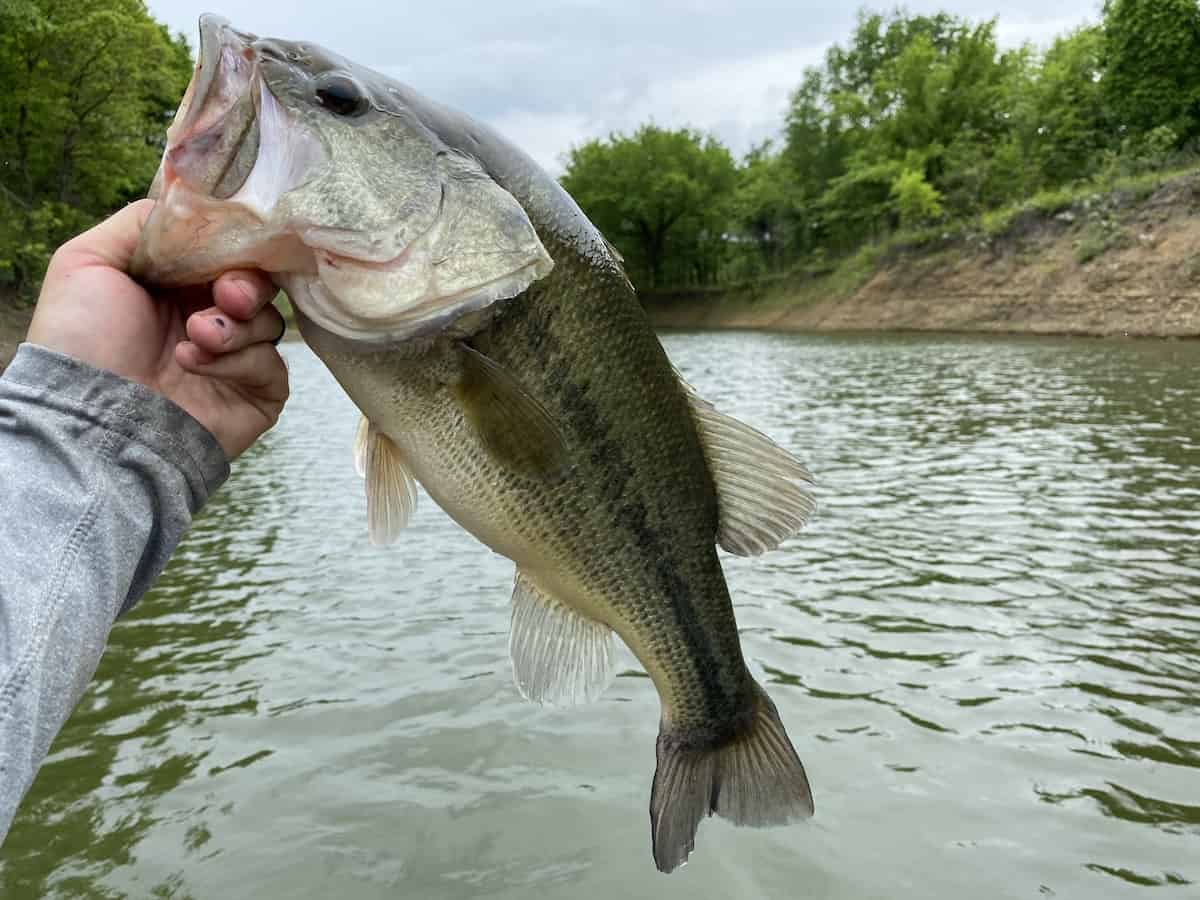 Table Rock Lake Fishing Tournaments | Branson Shores Resort